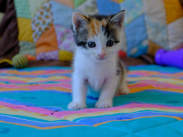Abigail – Dream Animal Rescue