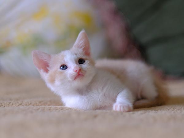 Marguerite – Dream Animal Rescue