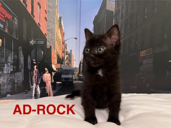 Ad-Rock – Dream Animal Rescue