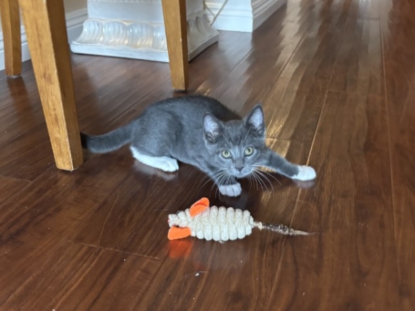 Angelique – Dream Animal Rescue