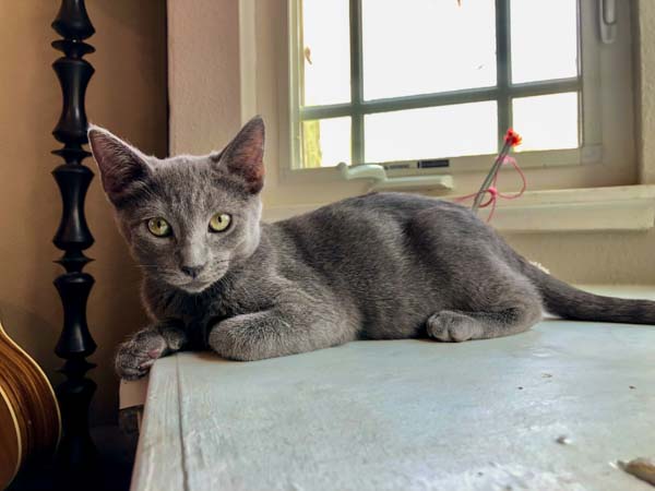 Blinky – Dream Animal Rescue