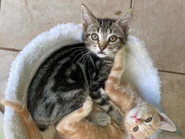 Canele´ – Dream Animal Rescue