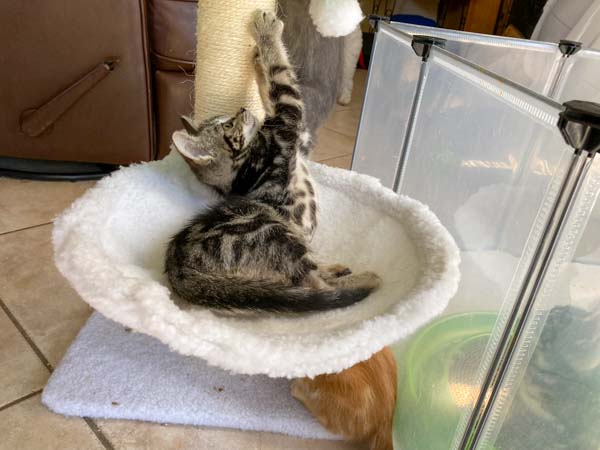 Canele´ – Dream Animal Rescue