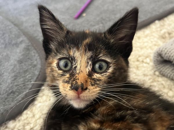 Dill – Dream Animal Rescue