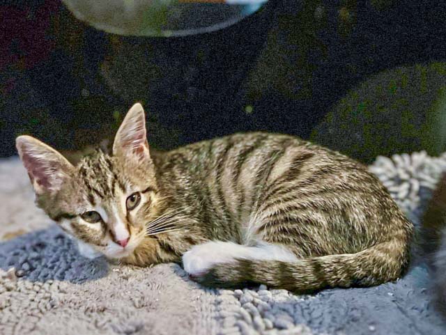 Eclaire – Dream Animal Rescue