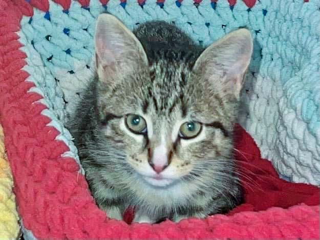 Eclaire – Dream Animal Rescue