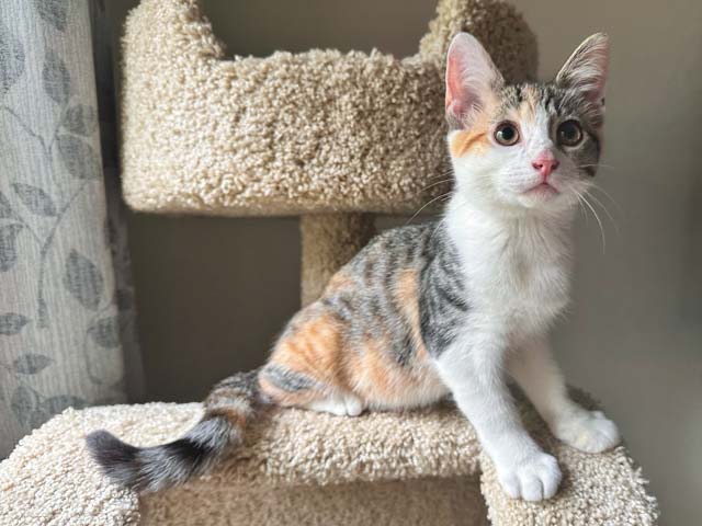 Fern – Dream Animal Rescue