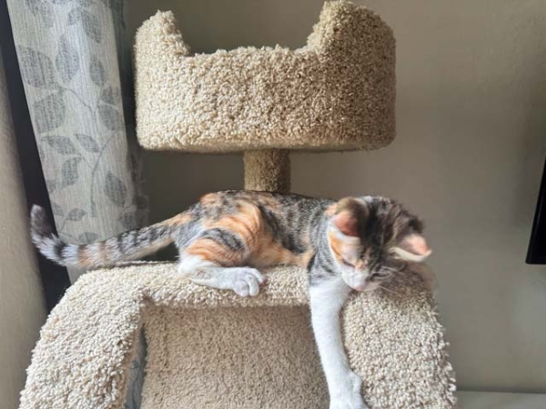 Fern – Dream Animal Rescue
