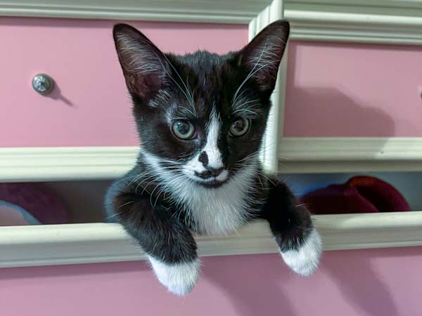 Gabbro – Dream Animal Rescue