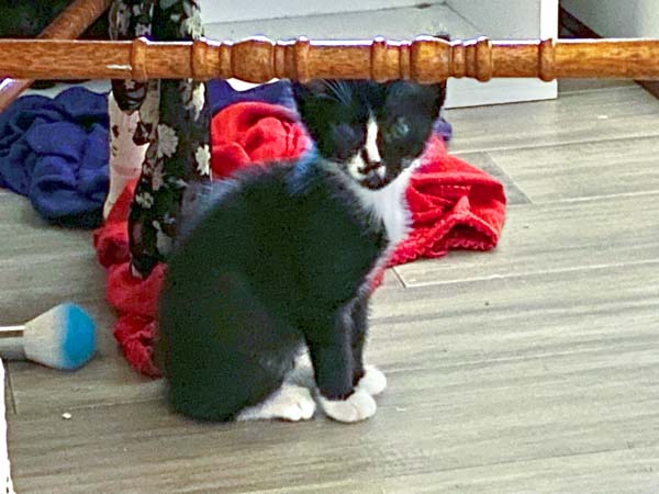 Gabbro – Dream Animal Rescue