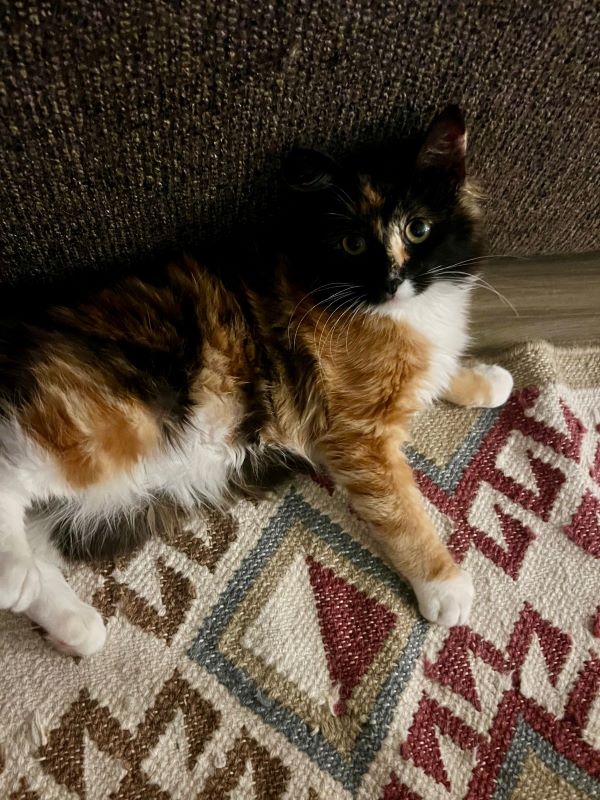 Gemma – Dream Animal Rescue