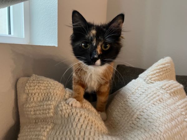 Gemma – Dream Animal Rescue
