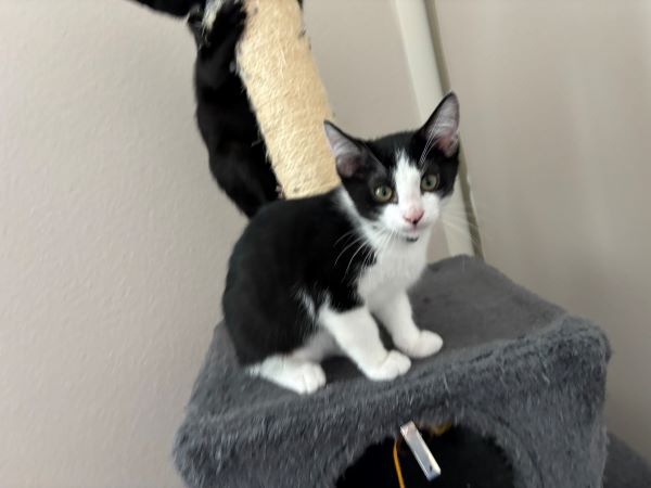 Jericho – Dream Animal Rescue Jericho – Dream Animal Rescue