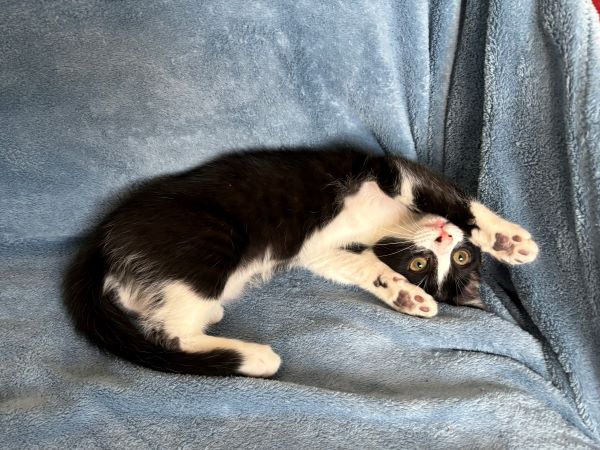 Jolene – Dream Animal Rescue