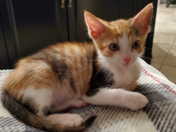 Kimber – Dream Animal Rescue
