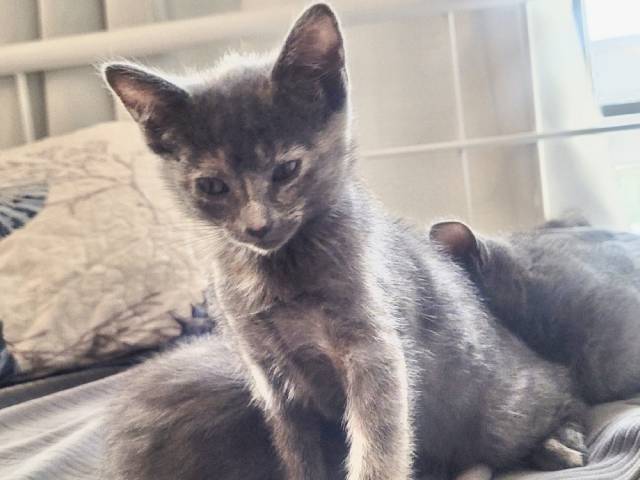 Malia Gray – Dream Animal Rescue