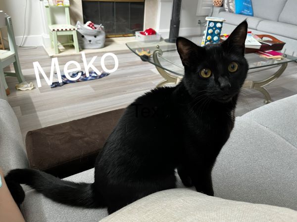 Meko – Dream Animal Rescue