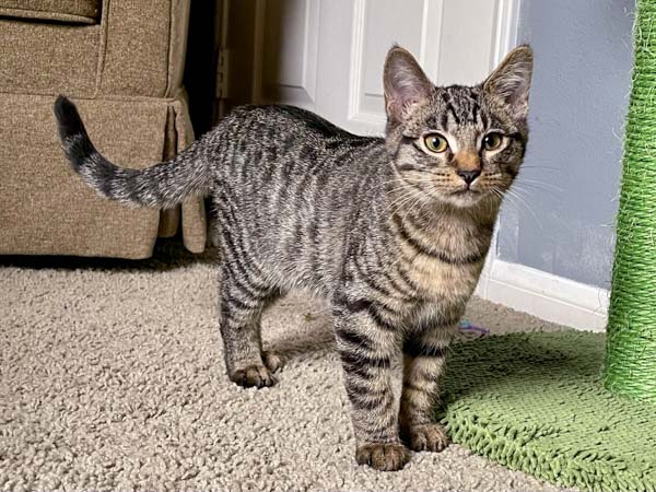 Mindy – Dream Animal Rescue