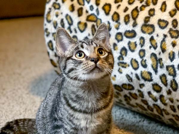 Mindy – Dream Animal Rescue