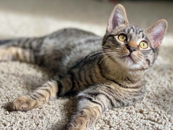 Mindy – Dream Animal Rescue