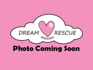 Abbey Bekken – Dream Animal Rescue