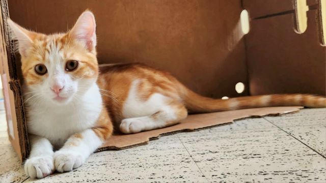 Tango – Dream Animal Rescue