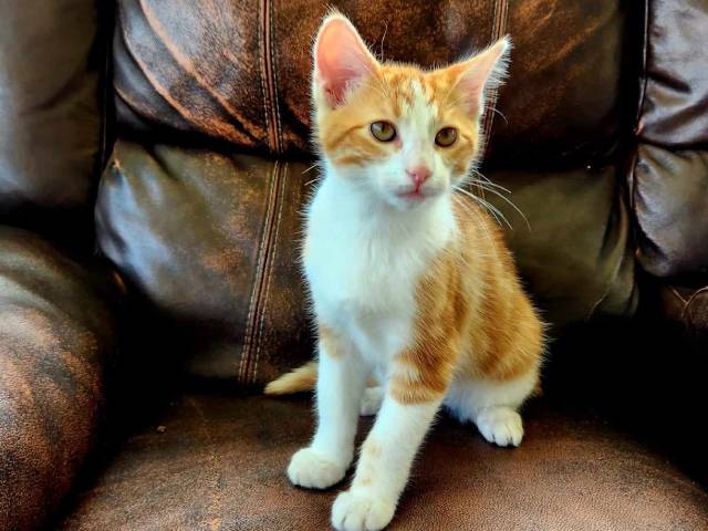 Tango – Dream Animal Rescue