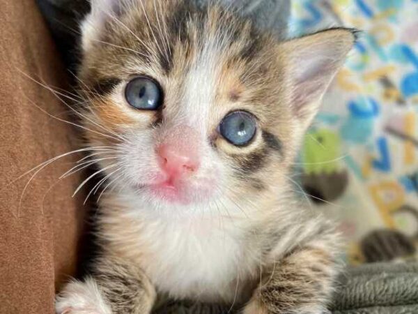 TigerLily – Dream Animal Rescue