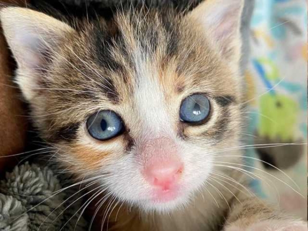 TigerLily – Dream Animal Rescue