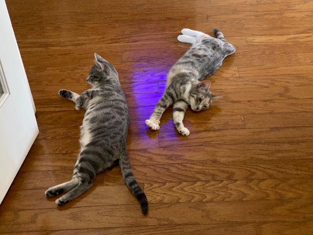 Trapezoid – Dream Animal Rescue