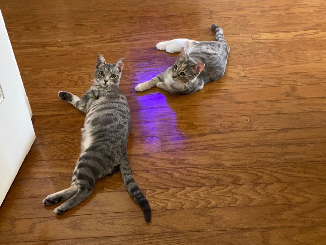 Trapezoid – Dream Animal Rescue