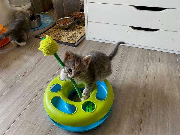 Trapezoid – Dream Animal Rescue