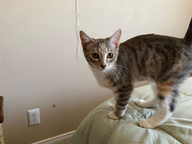 Trapezoid – Dream Animal Rescue