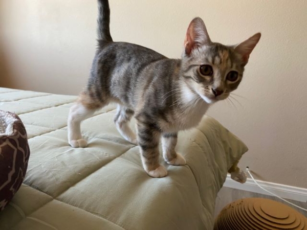 Trapezoid – Dream Animal Rescue
